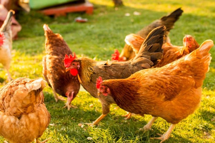 How To Keep Mink Away From Chickens | BeatPests