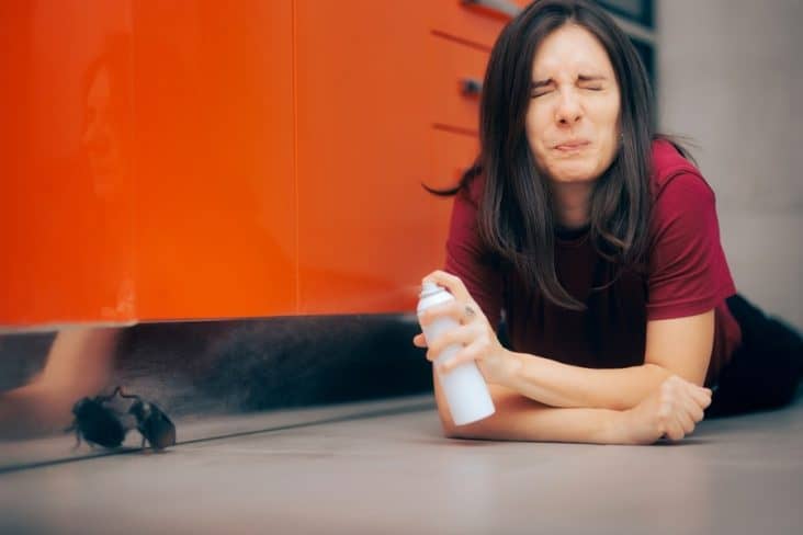 How Do Flies Reproduce in the House? | BeatPests