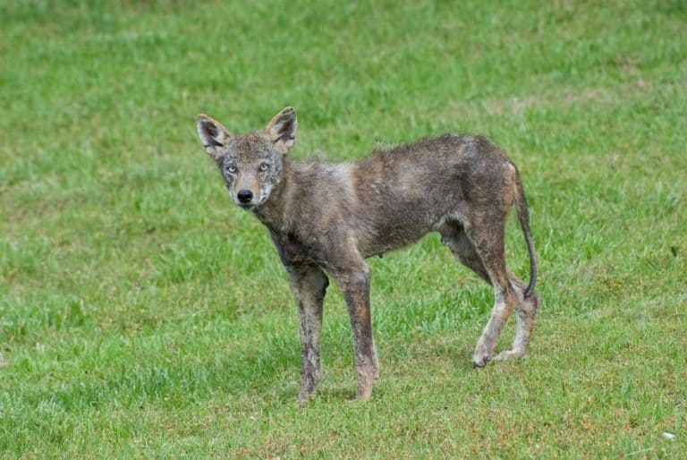 How To Stop Coyotes From Pooping in Yard | BeatPests