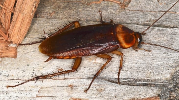 Why Do Roaches Stay in One Spot? | BeatPests