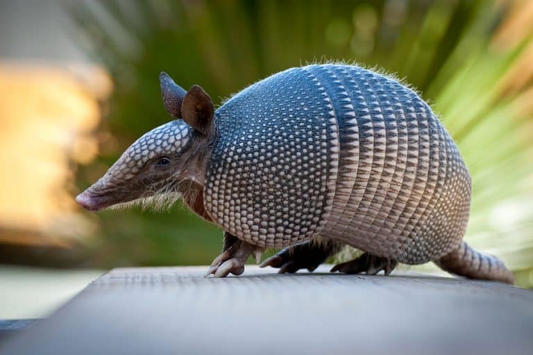 What Sounds Do Armadillos Make? | BeatPests
