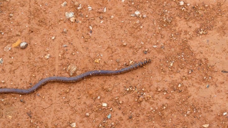 How To Catch Worms in Your Backyard | BeatPests