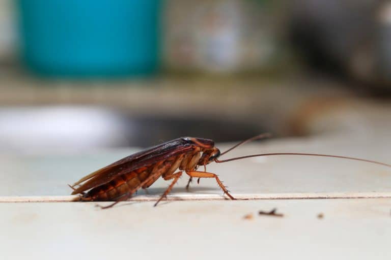 How To Get Roaches Out of Stove Clock | BeatPests
