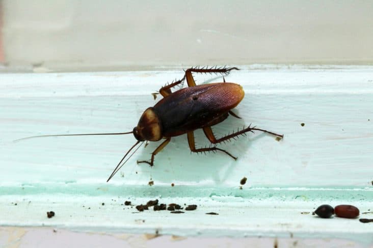 How To Know if Roaches Are in Your Laptop | BeatPests