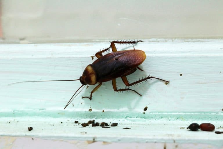 How To Know if Roaches Are in Your Laptop | BeatPests
