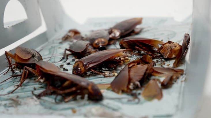 How To Get Roaches Out of a TV | BeatPests