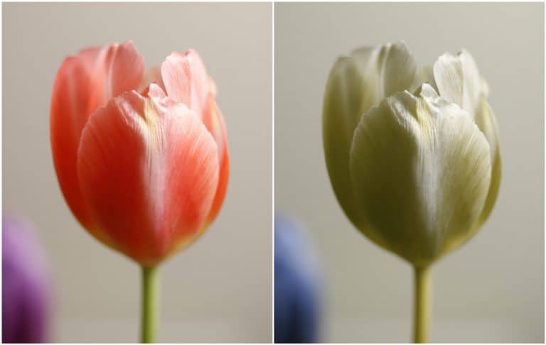 3 Colors That Repel Bugs | BeatPests