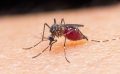 5 Effective Natural Mosquito-Repellents When Burned | BeatPests