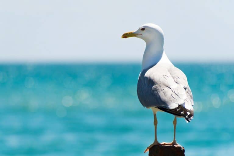 How To Deter Seagulls From Dock | BeatPests
