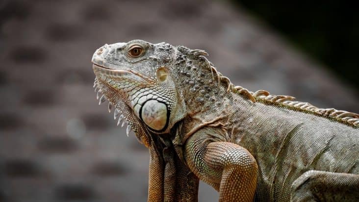 How To Get an Iguana Out of Your House | BeatPests