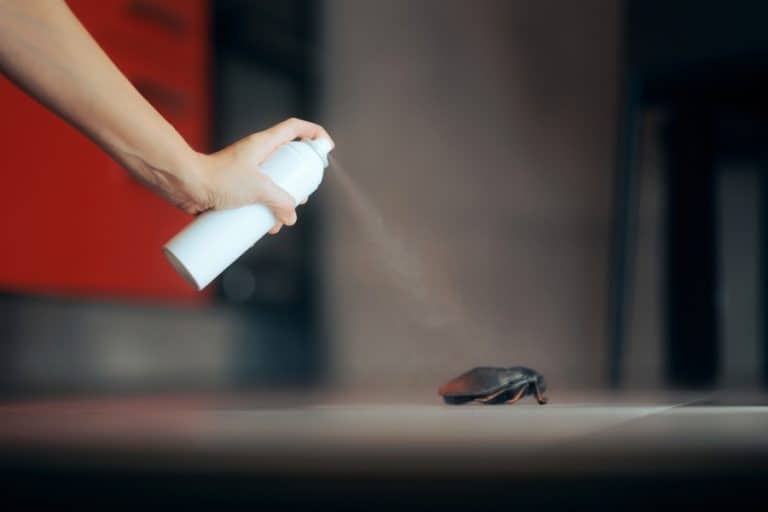 What To Do if a Hotel Room Has Roaches | BeatPests