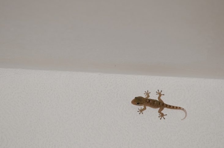5 Reasons Why Geckos Come Out at Night | BeatPests