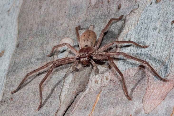 How Do Huntsman Spiders Get in Your House? | BeatPests