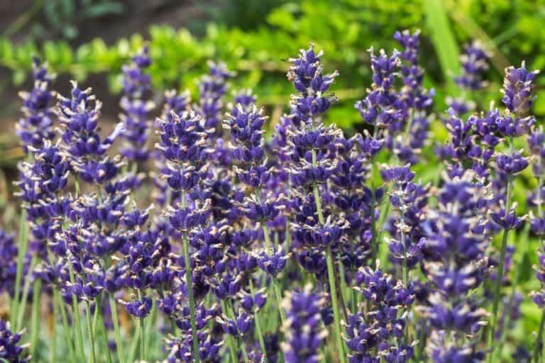 10 Plants That Deter Rabbits and Squirrels | BeatPests