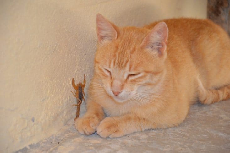 How To Catch a Scorpion in Your House | BeatPests