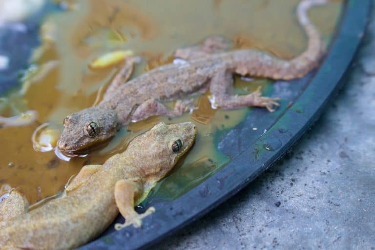 13 Remedies To Keep Lizards Away From the Porch | BeatPests