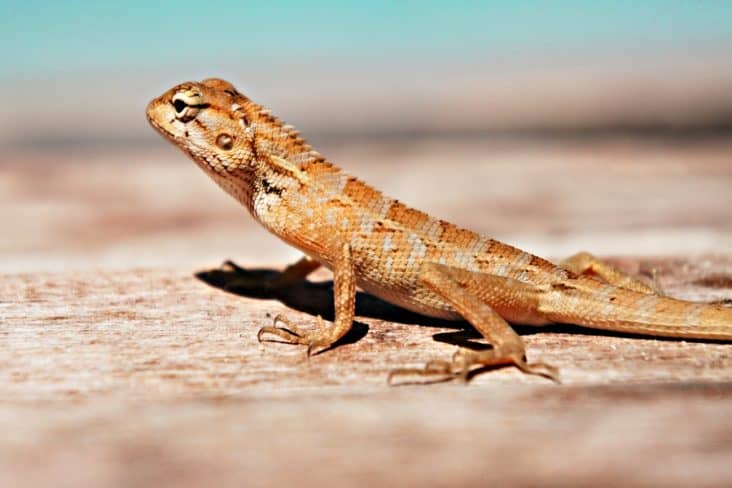 13 Remedies To Keep Lizards Away From the Porch | BeatPests