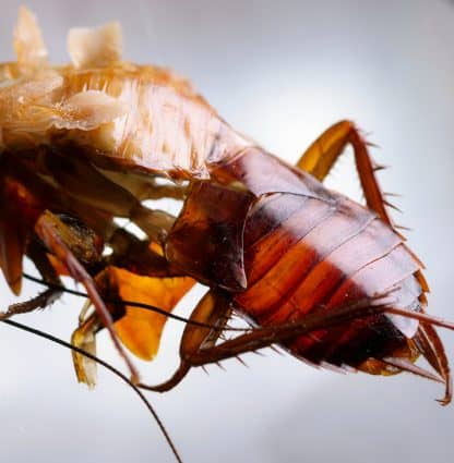 How To Know if Roaches Are in Your Laptop | BeatPests