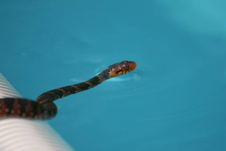 7 Ways To Keep Snakes Away From Swimming Pools | BeatPests