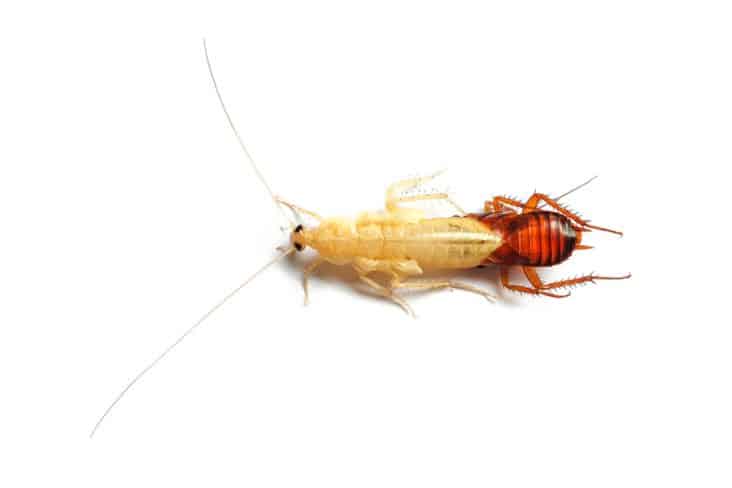 Why Do Roaches Stay in One Spot? | BeatPests