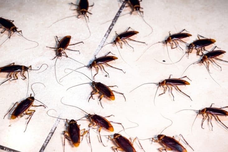 Why Do I See More Roaches After Spraying? | BeatPests
