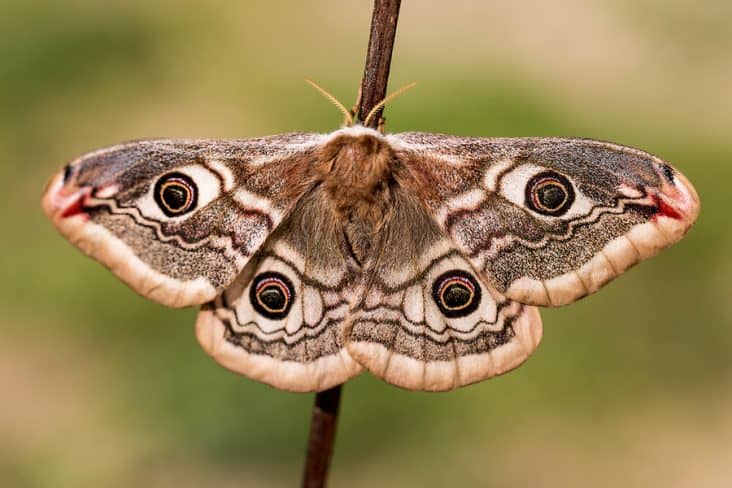 How To Keep Moths Away From Lights | BeatPests