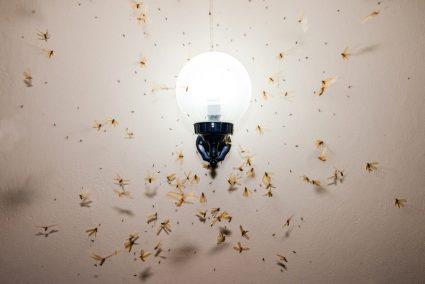 What Color Do Moths Hate Beatpests