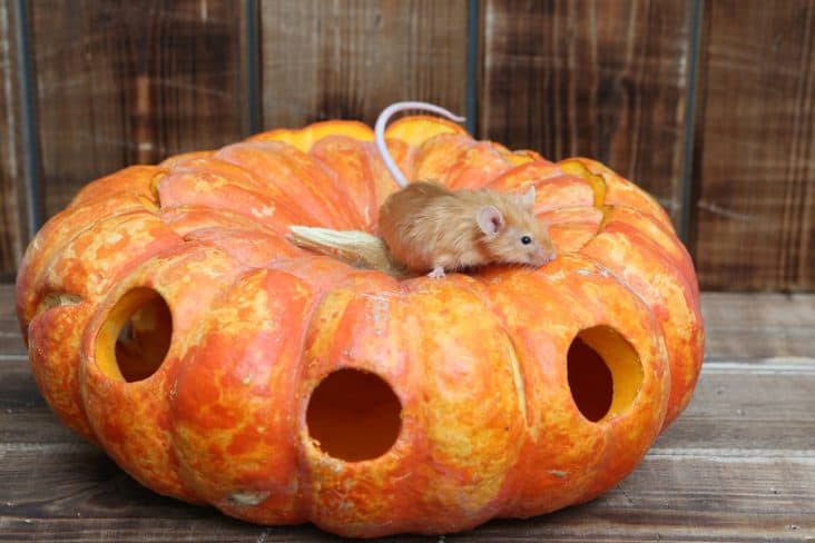 How To Keep Rats Away From Pumpkins | BeatPests