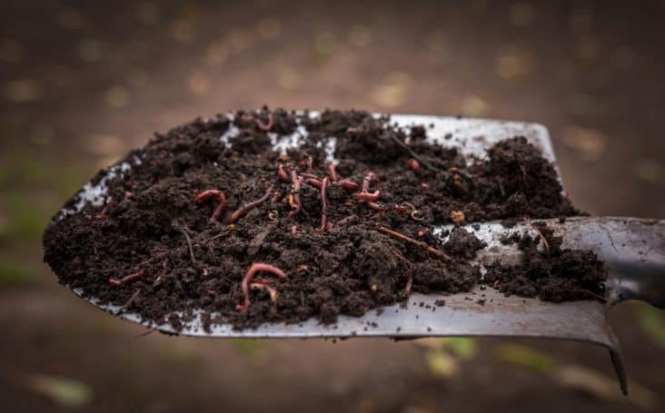 How To Catch Worms in Your Backyard | BeatPests