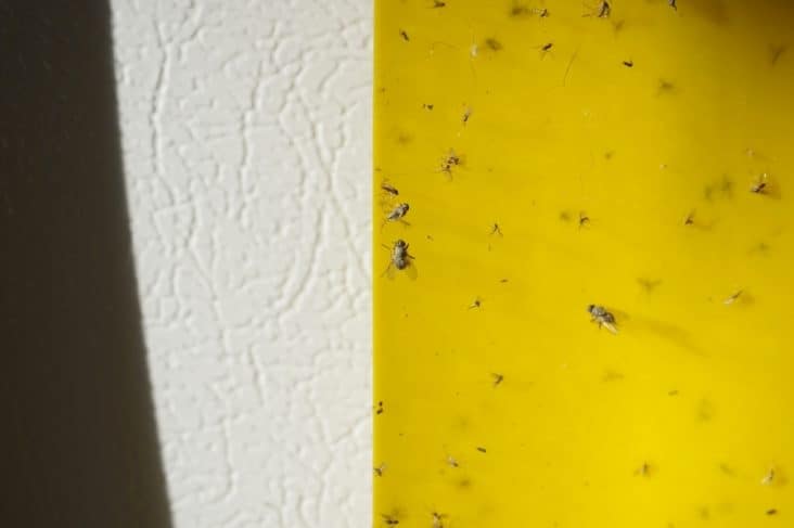 How To Catch a Scorpion in Your House | BeatPests