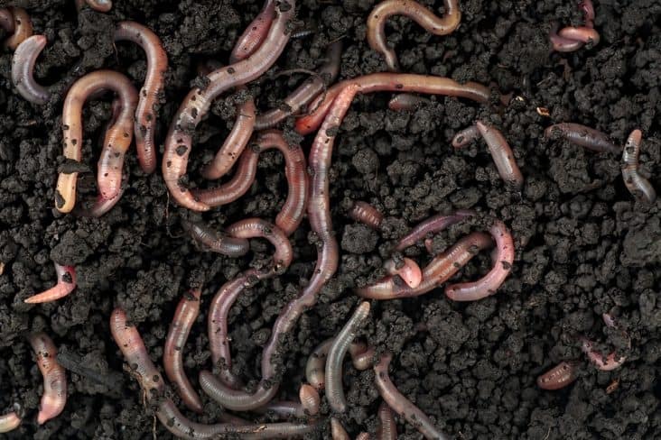 How To Catch Worms in Your Backyard | BeatPests