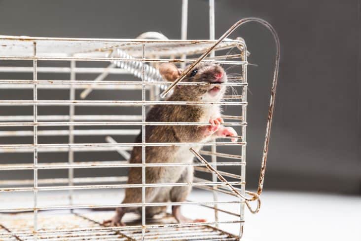 How To Keep Rats Away From Washing Machines | BeatPests