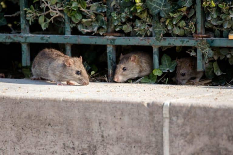 How To Get Rid of Rat Fleas | BeatPests