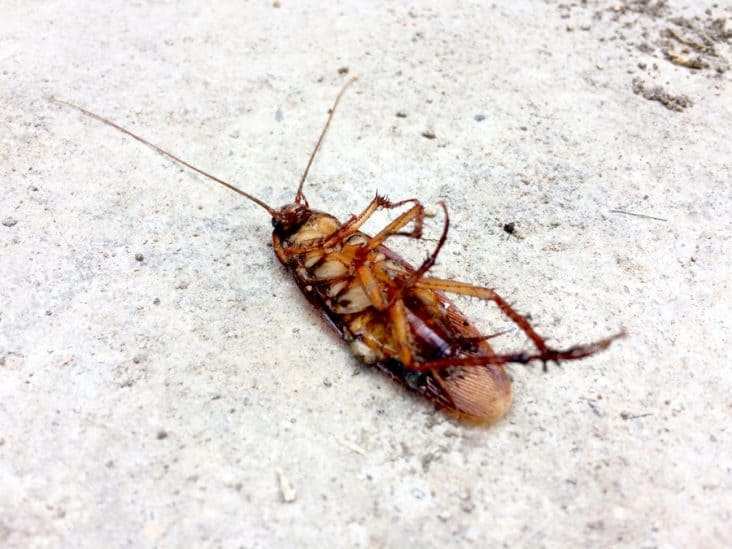 How To Prevent and Control Roaches from Invading the House | BeatPests