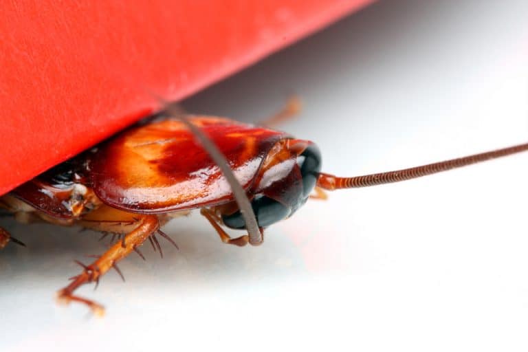 What To Do if a Hotel Room Has Roaches | BeatPests