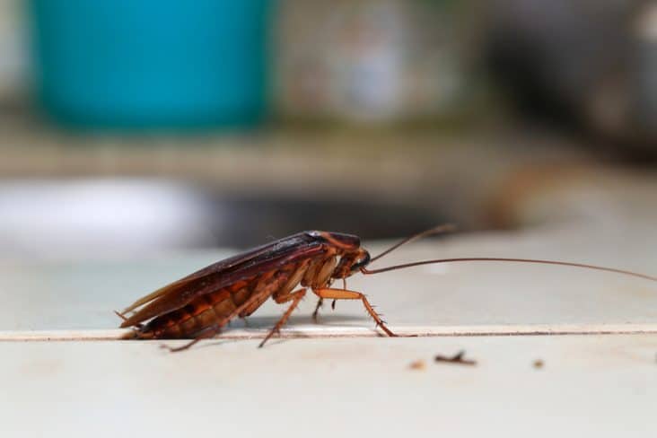 What To Do if a Hotel Room Has Roaches | BeatPests