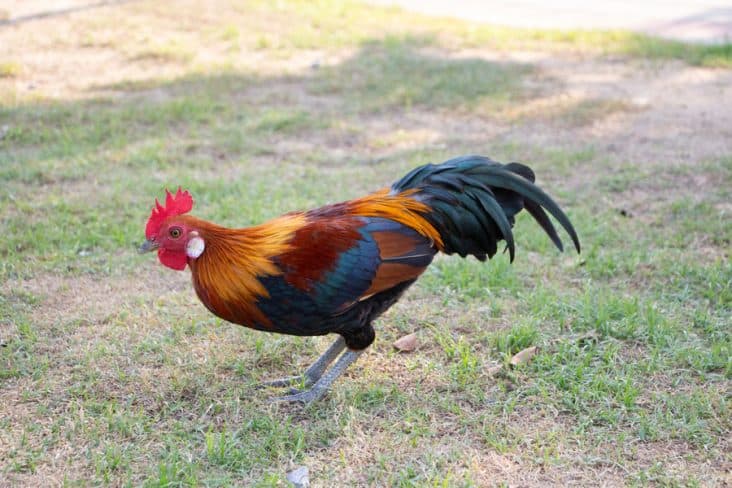 What Are Roosters Afraid Of? | BeatPests