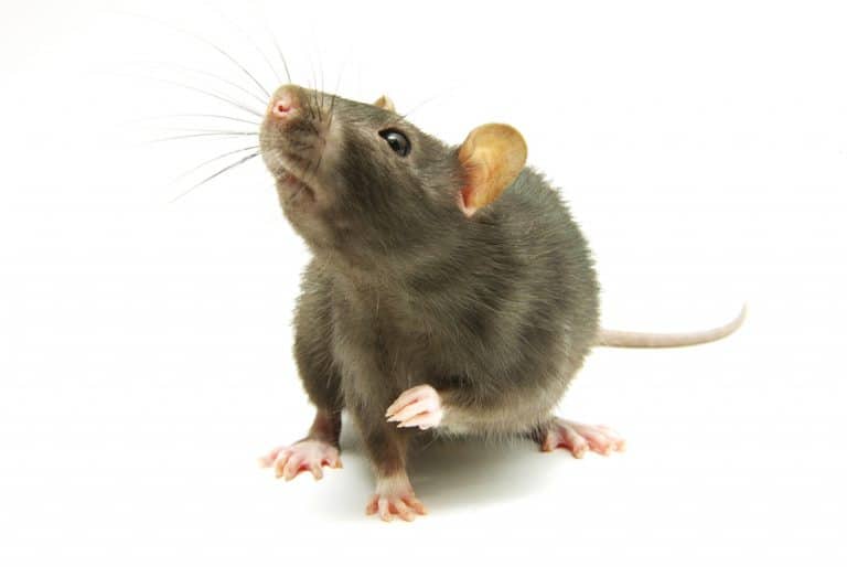 Scents That Keep Rats Away (& How To Use Them) | BeatPests