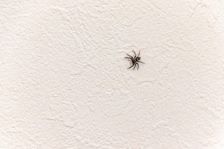 How To Catch a Spider on the Ceiling | BeatPests