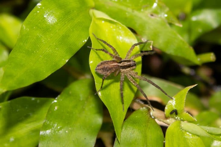 How To Catch a Spider on the Ceiling | BeatPests