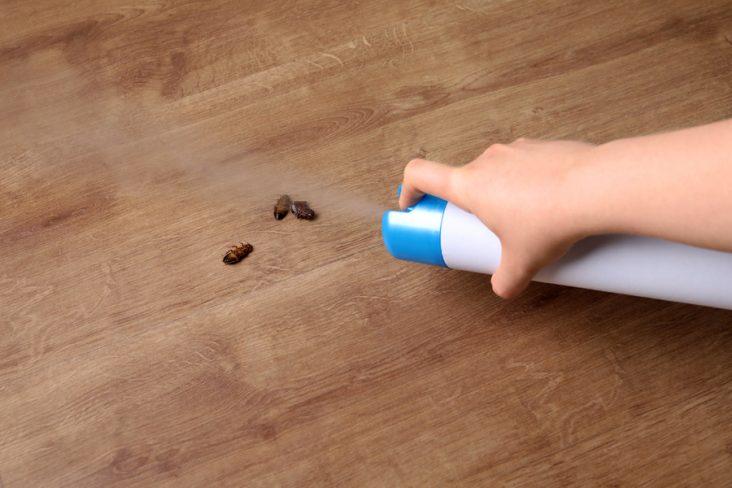 Why Do I See More Roaches After Spraying? | BeatPests