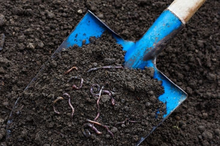 How To Catch Worms in Your Backyard | BeatPests