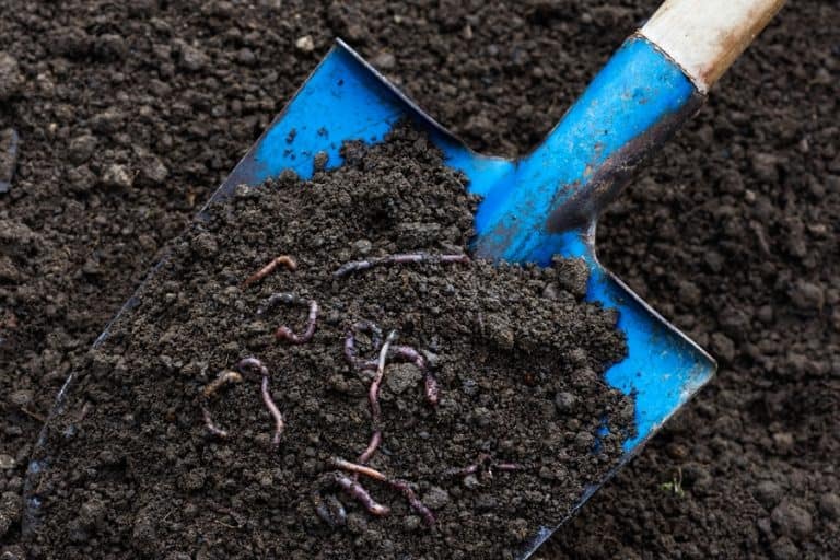 How To Catch Worms in Your Backyard | BeatPests