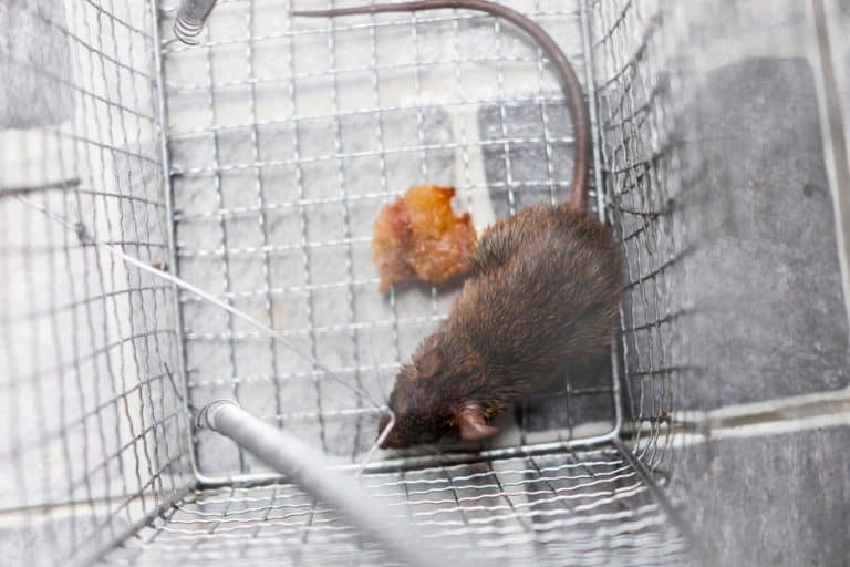 What Kind of Rat Traps Do Exterminators Use | BeatPests