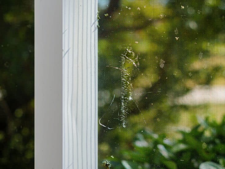 How To Keep Bugs Out of Window Sill | BeatPests