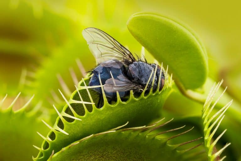 What Candle Keeps Flies Away? | BeatPests