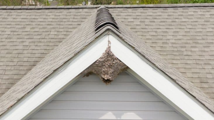 How To Keep Wasps Out of Soffit | BeatPests