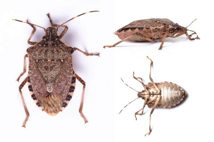 How To Keep Stink Bugs Out of Chimneys | BeatPests