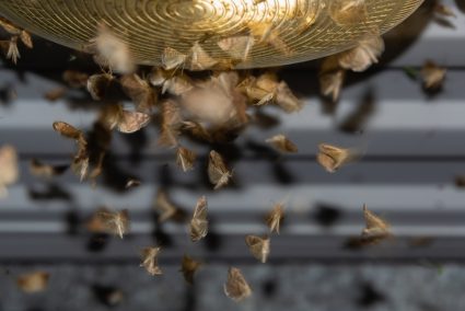 How To Keep Moths Away From Lights | BeatPests