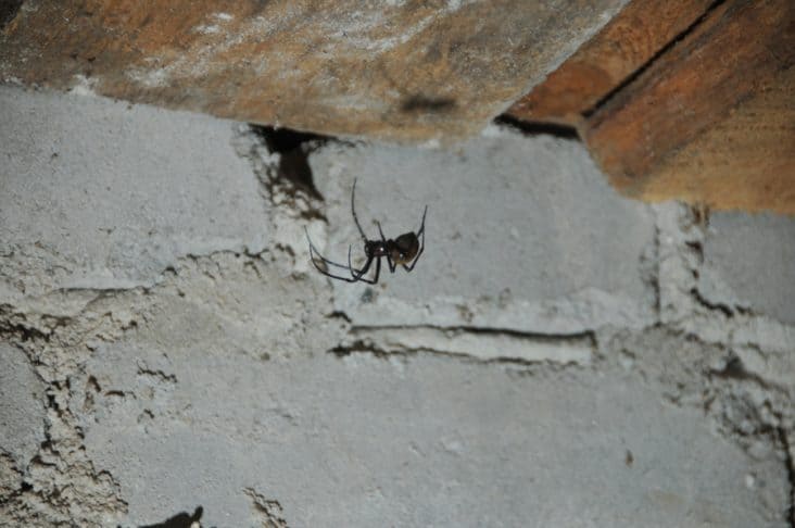 How To Keep Spiders Out of Basement | BeatPests